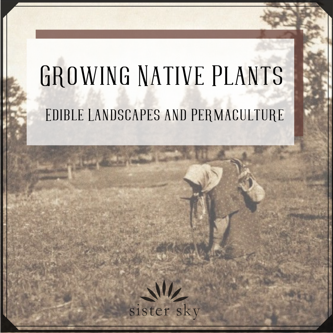 Growing Native Plants - Edible Landscapes and Permaculture – Sister Sky